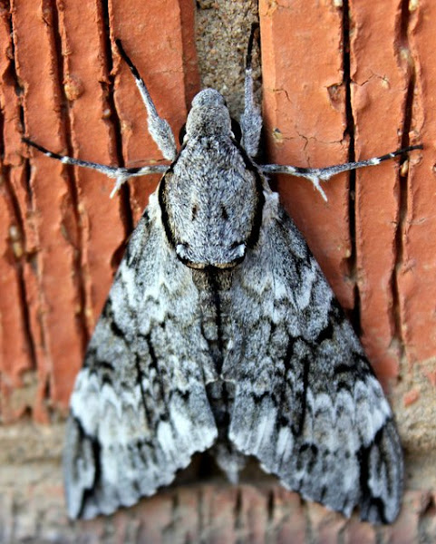 Privet Hawk Moth | Project Noah