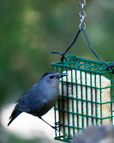 Gray Catbird | Project Noah