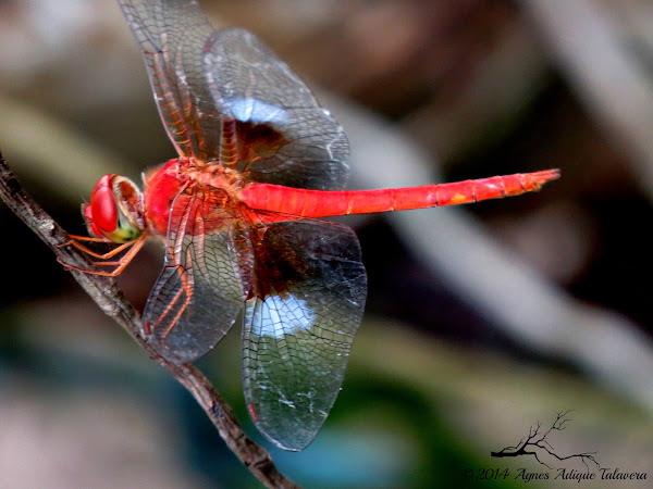 Coral-tailed Cloud Wing ♂ | Project Noah