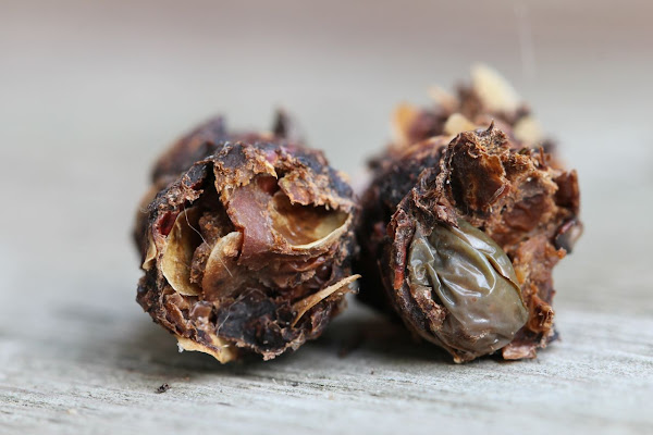 mink droppings | Project Noah