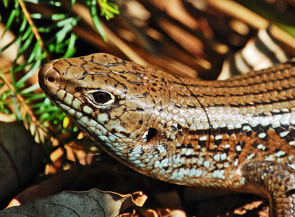 Eastern Water Skink | Project Noah