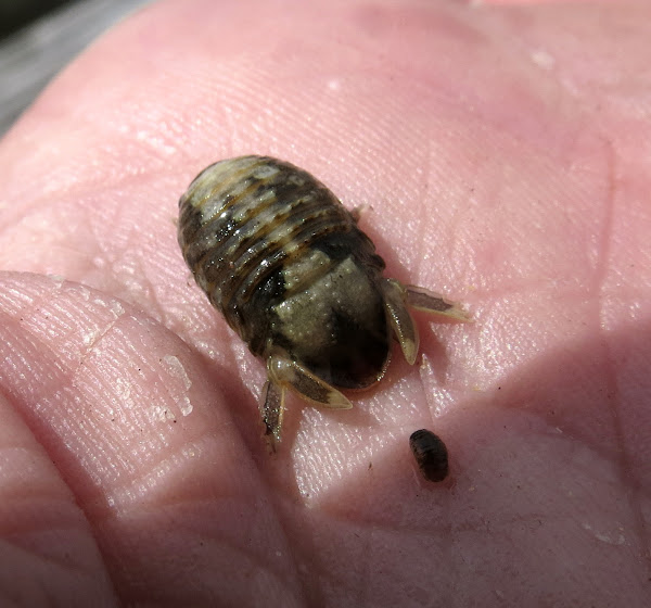 Estuarine isopod | Project Noah
