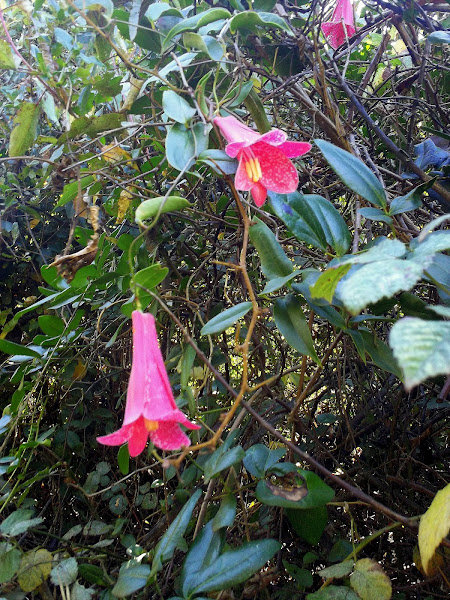 Copihue | Project Noah