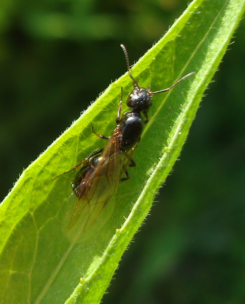 Ant / Mrav ♀ | Project Noah