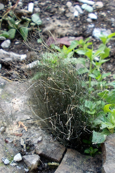 Phycomyces blakesleeanus | Project Noah