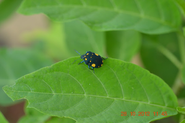 Spotted Shield Bug | Project Noah