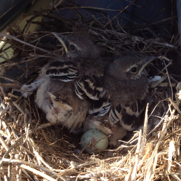 Pitirre | Project Noah