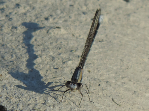 Dancer Damselfly | Project#N# Noah