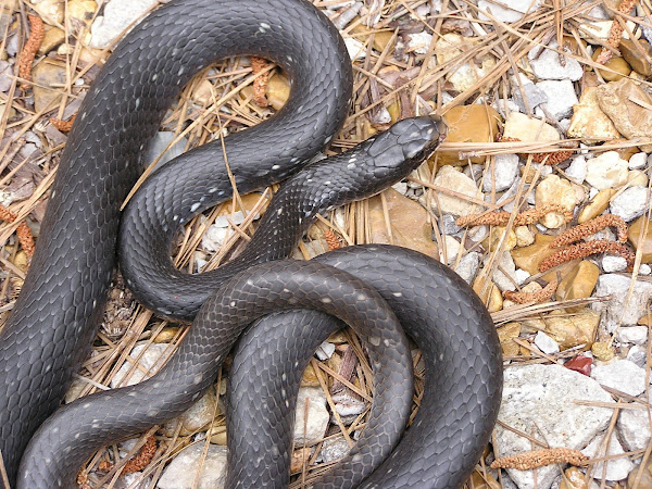 Buttermilk Racer | Project Noah