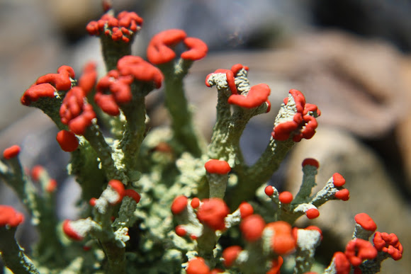 British Soldier Lichen | Project Noah