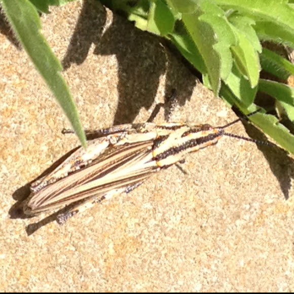 Brown Locust | Project Noah