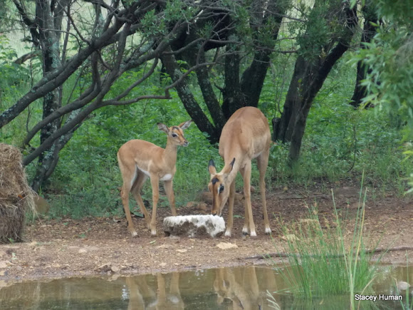 Impala/ Rooibok | Project Noah