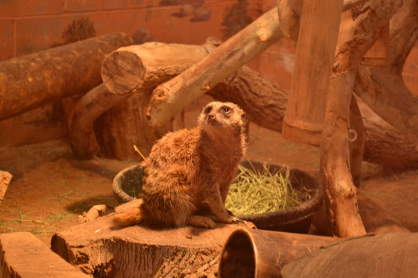 Meerkat | Project Noah