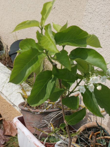 Bread Flower | Project Noah