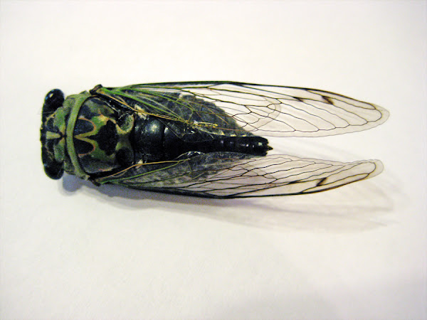 Cicada | Project Noah