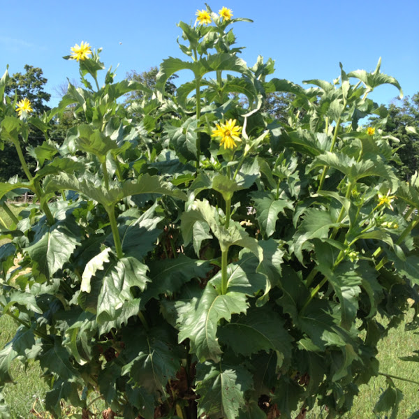 Carpenter plant | Project Noah