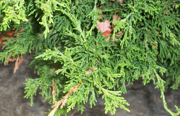 Juniper Bush | Project Noah