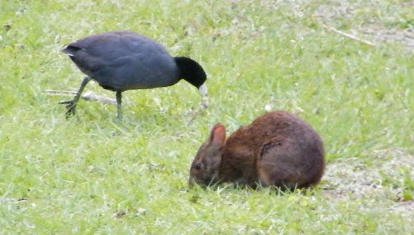 Marsh Rabbit and Coot | Project Noah