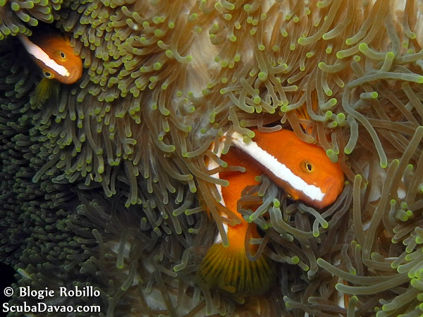 Orange Skunk Clownfish | Project Noah