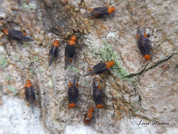 Bark lice | Project Noah