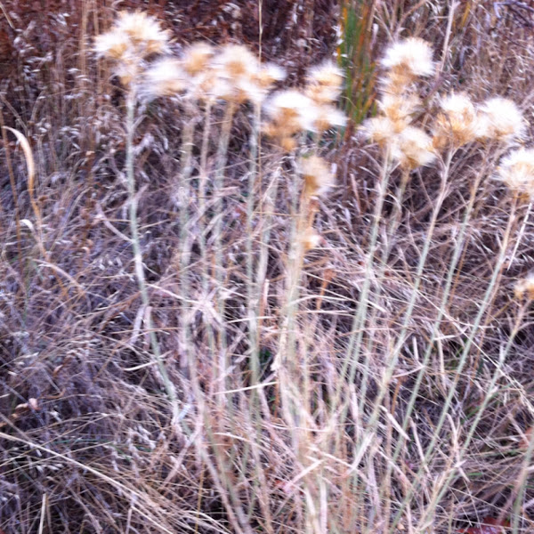 Rubber rabbitbrush | Project Noah