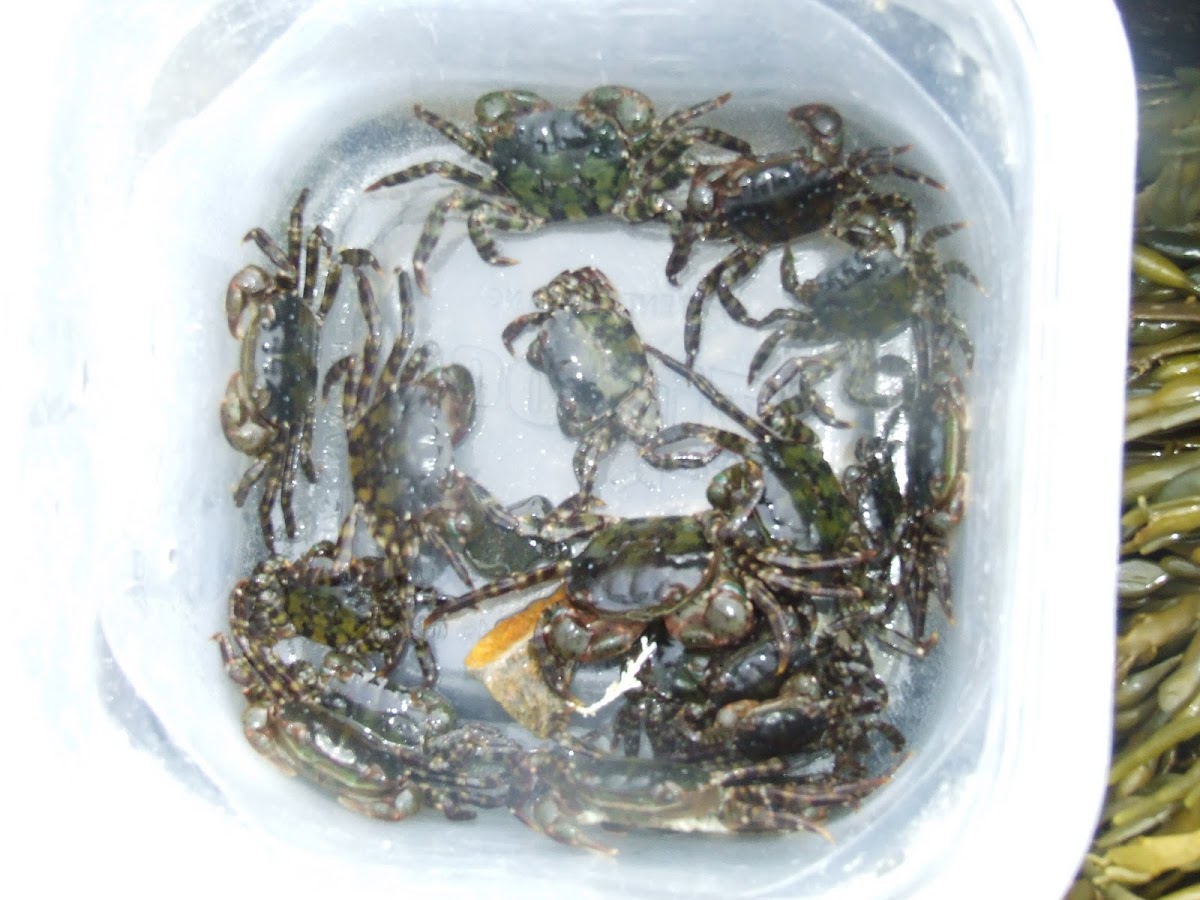 Asian shore crabs | Project Noah