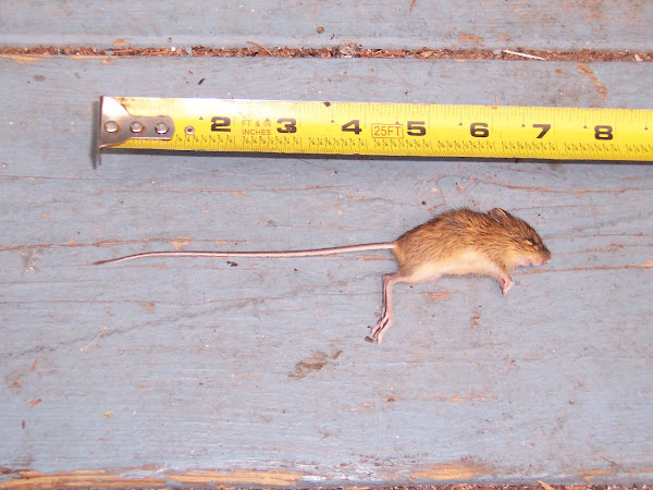 Meadow Jumping Mouse | Project Noah