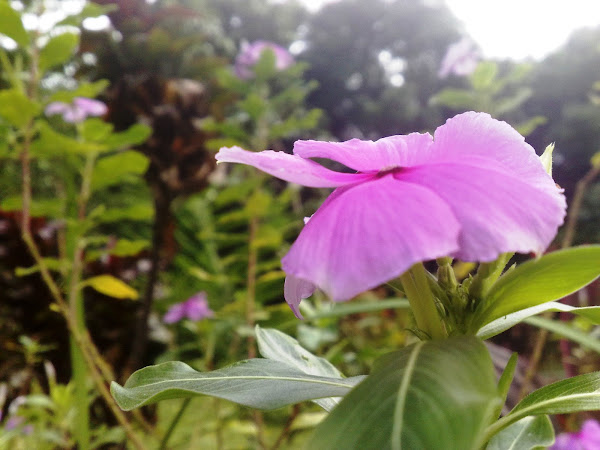 Periwinkle | Project Noah