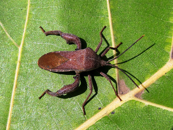 Leaf-footed Bug | Project Noah