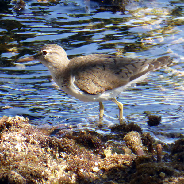 Spotted Sandpiper | Project Noah