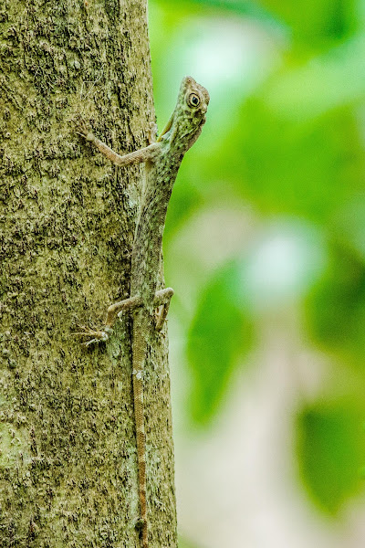 Common Flying Dragon | Project Noah