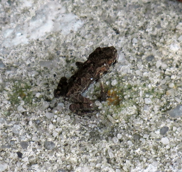 Toadlets | Project Noah