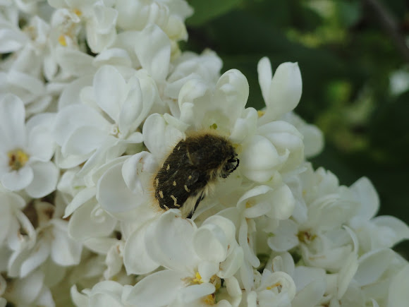 Apple blossom beetle (Rutava buba) | Project Noah