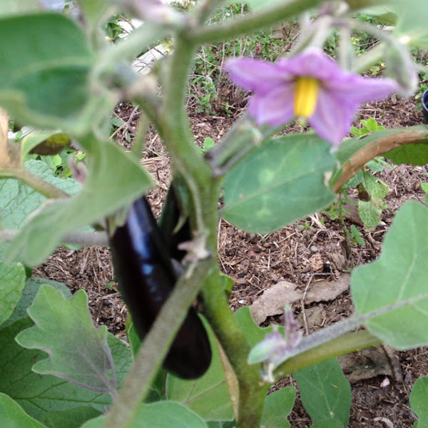 Eggplant | Project Noah