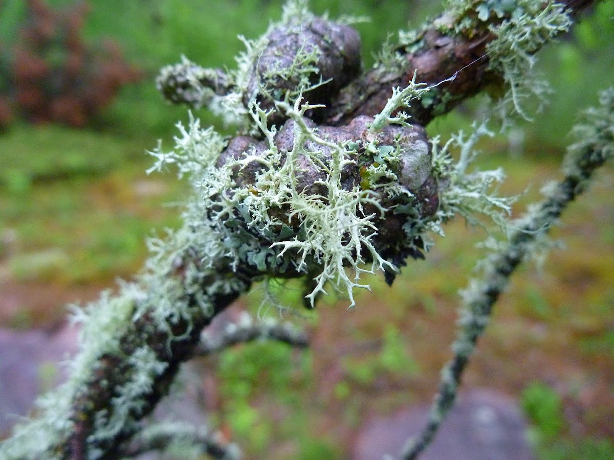 Fructose Lichen | Project Noah