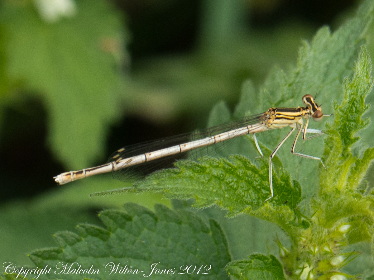 White-Legged Damselfly | Project Noah
