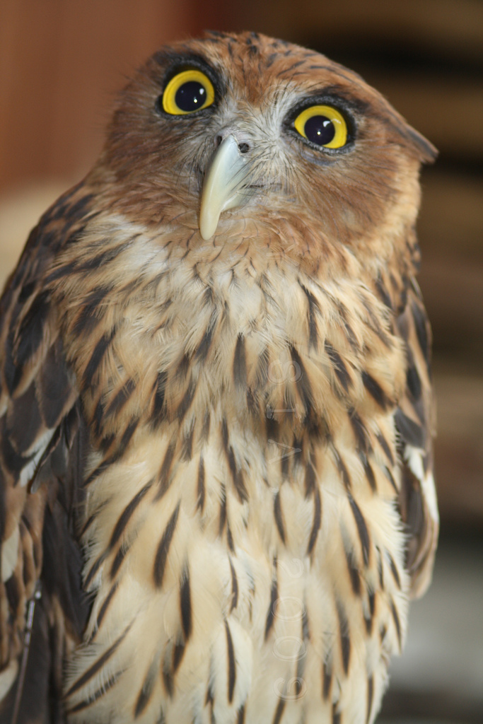 Philippine Eagle-Owl | Project Noah