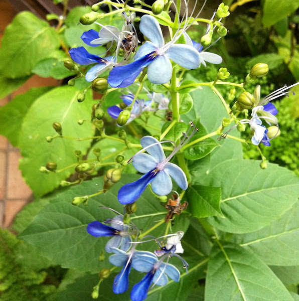 Blue Butterfly Bush | Project Noah