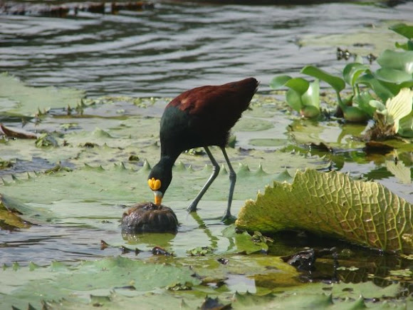 Northern Jacana | Project Noah