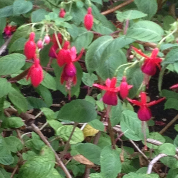 Fuchsia | Project Noah