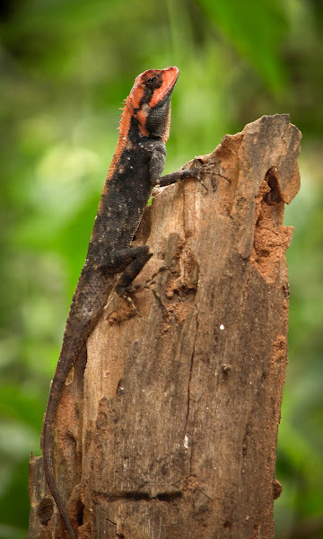 Forest Calotes | Project Noah