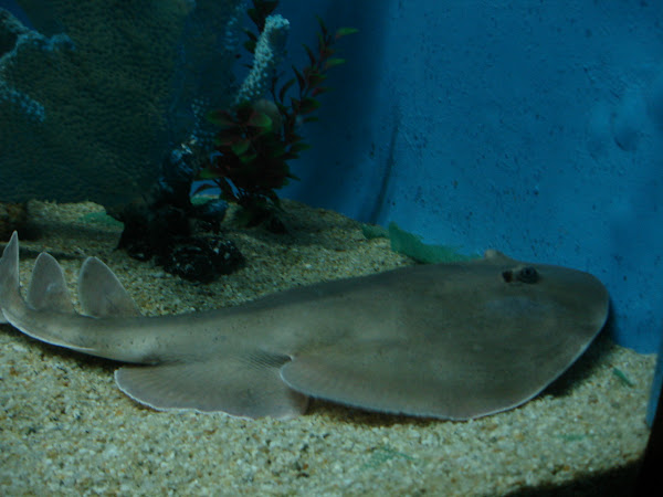 Raya Eléctrica - Lesser electric ray | Project Noah