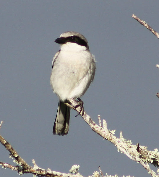 Loggerhead Shrike | Project Noah
