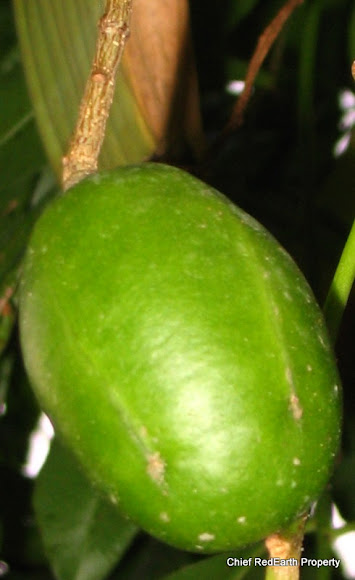 അമ്പഴം (ambazham), INDIAN HOG PLUM, | Project Noah