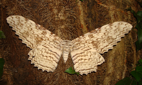 White Witch Moth | Project Noah