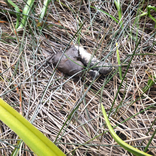 American Alligator poop | Project Noah