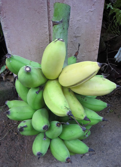 Lady finger bananas | Project Noah