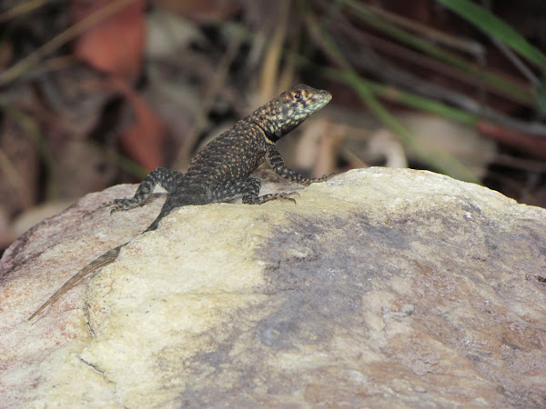 Calango | Project Noah