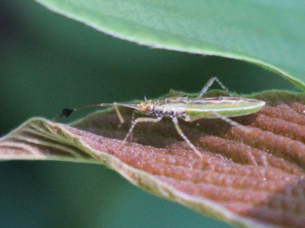 Hemipteran Nymph | Project Noah