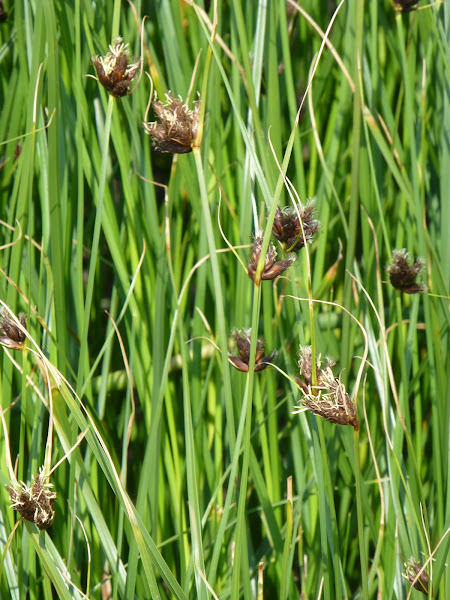 Sharp Rush | Project Noah